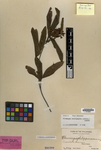 Flemingia macrophylla in Global Plants on JSTOR