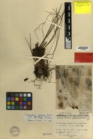 Paratype of Dendrobium igneoviolaceum J.J.Sm. [family ORCHIDACEAE] on JSTOR
