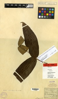 Syntype of Eugenia bantamensis Koord. & Valeton [family MYRTACEAE] on JSTOR