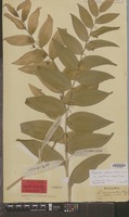 Holotype of Polygonatum odoratum (Mill.) Druce var. pluriflorum (Mig ...
