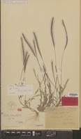 Perotis indica in Global Plants on JSTOR