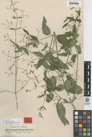 Peristrophe bicalyculata in Global Plants on JSTOR