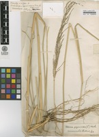 Andropogon muricatus in Global Plants on JSTOR