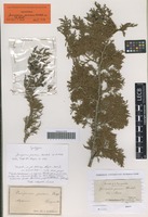 Juniperus procera in Global Plants on JSTOR