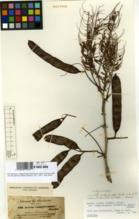 Acacia polyacantha in Global Plants on JSTOR