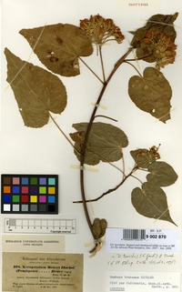 Dombeya torrida in Global Plants on JSTOR