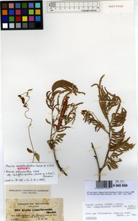 Acacia polyacantha in Global Plants on JSTOR