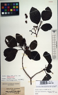 Cordia ovalis in Global Plants on JSTOR