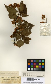 Dombeya torrida in Global Plants on JSTOR