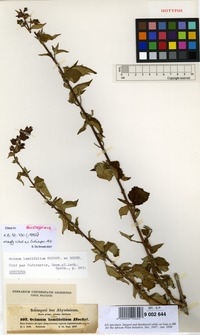 Ocimum lamiifolium in Global Plants on JSTOR