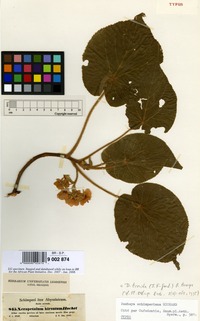 Dombeya torrida in Global Plants on JSTOR