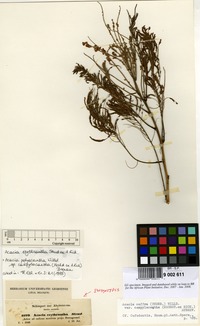 Acacia polyacantha in Global Plants on JSTOR