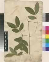 Entada scandens in Global Plants on JSTOR