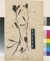 Jussiaea repens in Global Plants on JSTOR