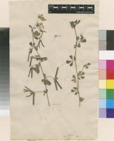 Lotus arabicus in Global Plants on JSTOR