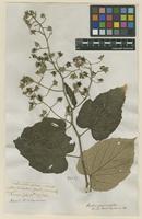 Filed as Rubus paniculatus Sm. in Rees [family ROSACEAE] on JSTOR