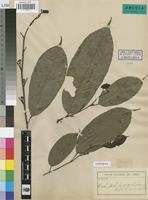 Coula edulis in Global Plants on JSTOR