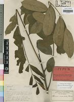 Hannoa klaineana in Global Plants on JSTOR