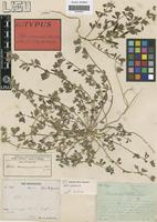 Lotus arabicus in Global Plants on JSTOR