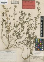 Lotus arabicus in Global Plants on JSTOR