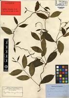 Cryptolepis sanguinolenta in Global Plants on JSTOR