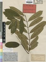 Hannoa klaineana in Global Plants on JSTOR