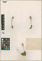 Syntype of Araucaria patagonica Spegazzini var. patagonica [family ...