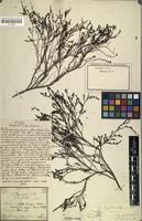 Syntype of Cuphea angustifolia Koehne [family LYTHRACEAE] on JSTOR