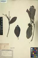 Rhizophora racemosa in Global Plants on JSTOR
