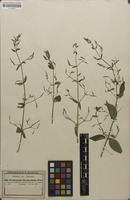 Peristrophe bicalyculata in Global Plants on JSTOR