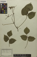 Phaseolus mungo in Global Plants on JSTOR