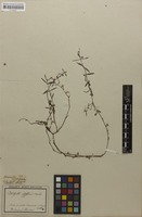 Type? of Hedyotis diffusa Willd. [family RUBIACEAE] on JSTOR