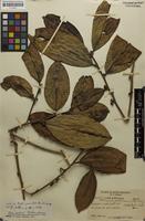 Filed as Alangium javanicum var. jaheri Bloemb. [family ALANGIACEAE] on ...