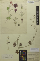 Geranium brevipes in Global Plants on JSTOR