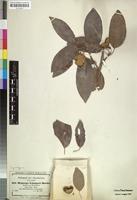 Mimusops laurifolia in Global Plants on JSTOR