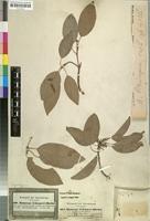 Mimusops laurifolia in Global Plants on JSTOR