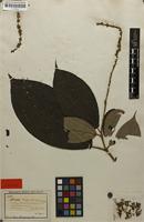 Syntype of Miconia longispicata Triana [family MELASTOMATACEAE] on JSTOR