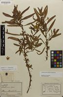 Jussiaea repens in Global Plants on JSTOR