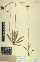 Syntype of Hieracium arvicola Nägeli & Peter [family ASTERACEAE] on JSTOR