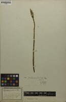 Herbarium Specimens, Global Plants on JSTOR
