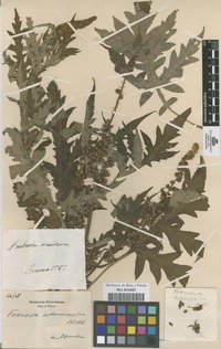 Ambrosia maritima in Global Plants on JSTOR