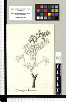 Archives: Drawings of the Royal Botanical Expedition to New Spain, by M ...