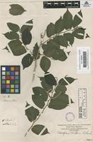 Chlorophora tinctoria in Global Plants on JSTOR