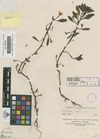 Jussiaea repens in Global Plants on JSTOR