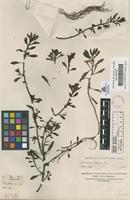 Jussiaea repens in Global Plants on JSTOR