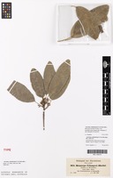 Mimusops laurifolia in Global Plants on JSTOR