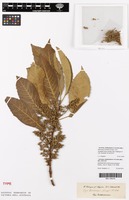 Mimusops laurifolia in Global Plants on JSTOR