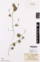 Digera arvensis in Global Plants on JSTOR