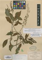 Syntype of Phytolacca americana L. var. lancifolia H. Walter [family ...