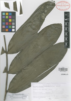 Isotype of Zamia magnifica Pérez-Farr., Gut.-Ortega & Calonje [family ...